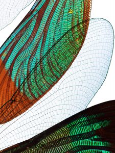 Wren - Richard Foster