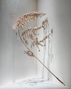 Wren - Richard Foster