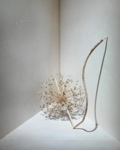 Wren - Richard Foster