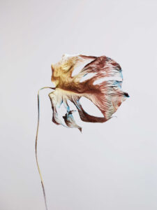 Wren - Felicity McCabe